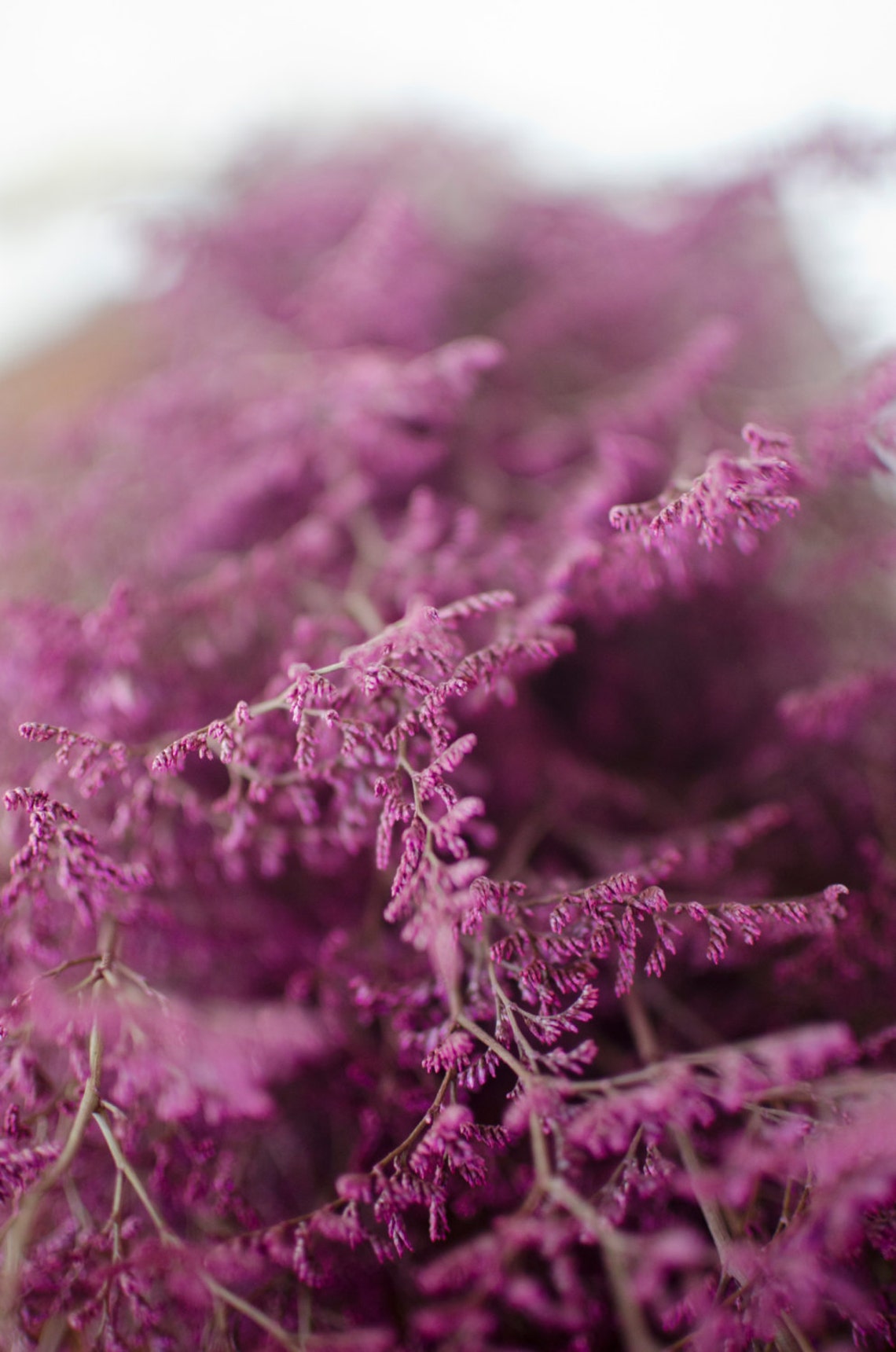 Bunch of Preserved Plum Misty Plum Caspia Lilac Caspia Plum - Etsy