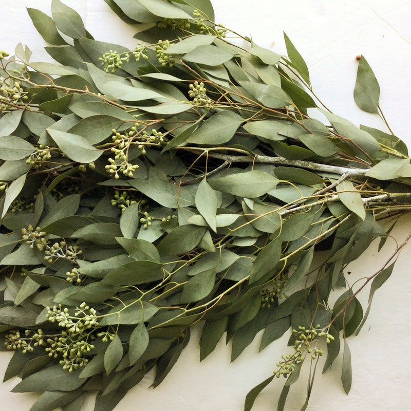 Seeded Eucalyptus - Etsy