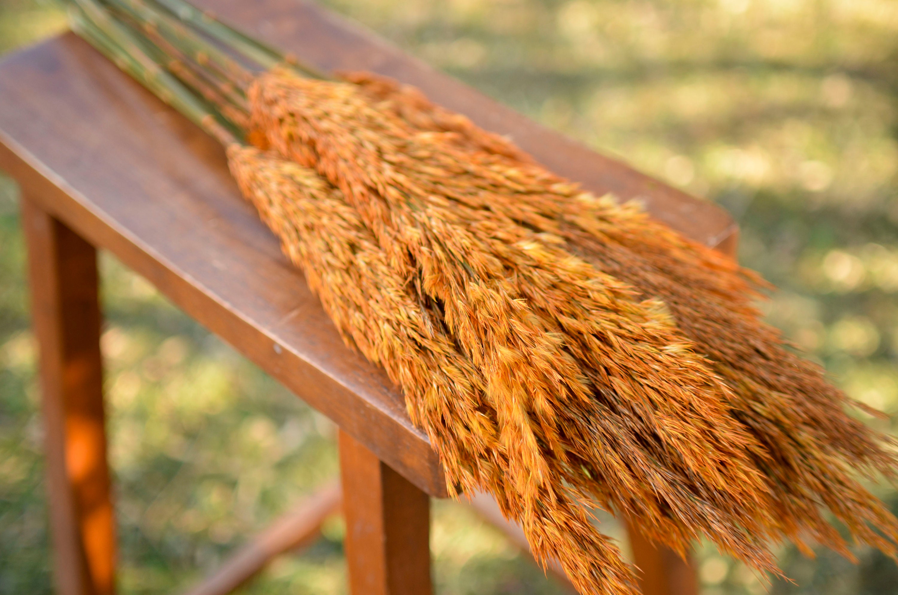 Preserved Orange Plume Reed Orange Grass Orange Plume | Etsy