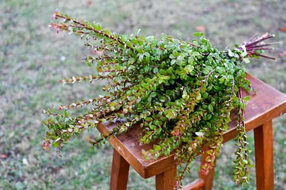 Fresh Red Huck Bunches Fresh Christmas Greenery Holiday - Etsy