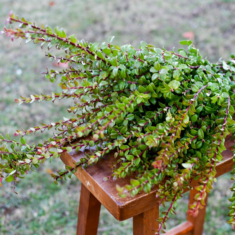 Christmas Greenery - Etsy