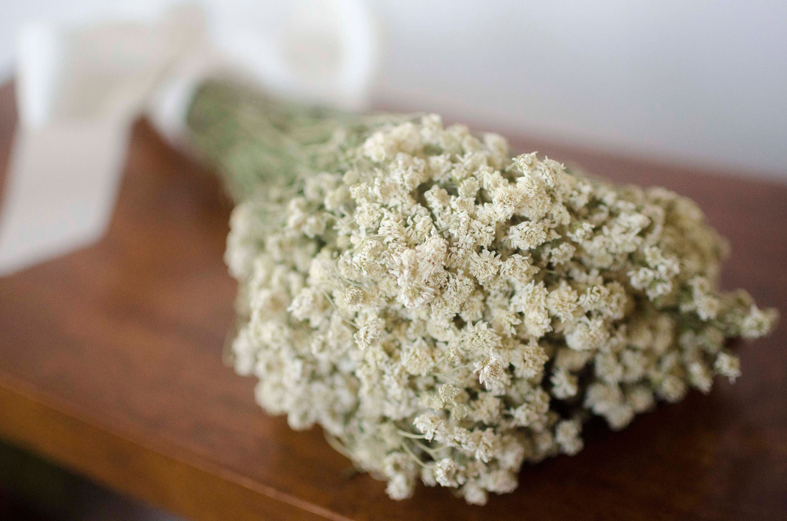Dried Pearl Yarrow double Baby's Breath | Etsy