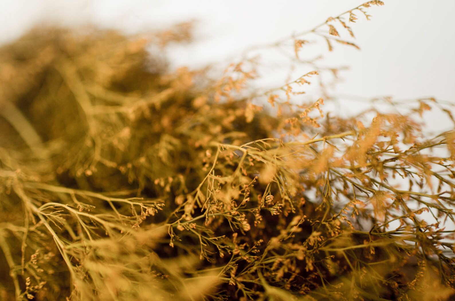 Bunch of Preserved Gold Misty Gold Caspia Mustard Yellow | Etsy