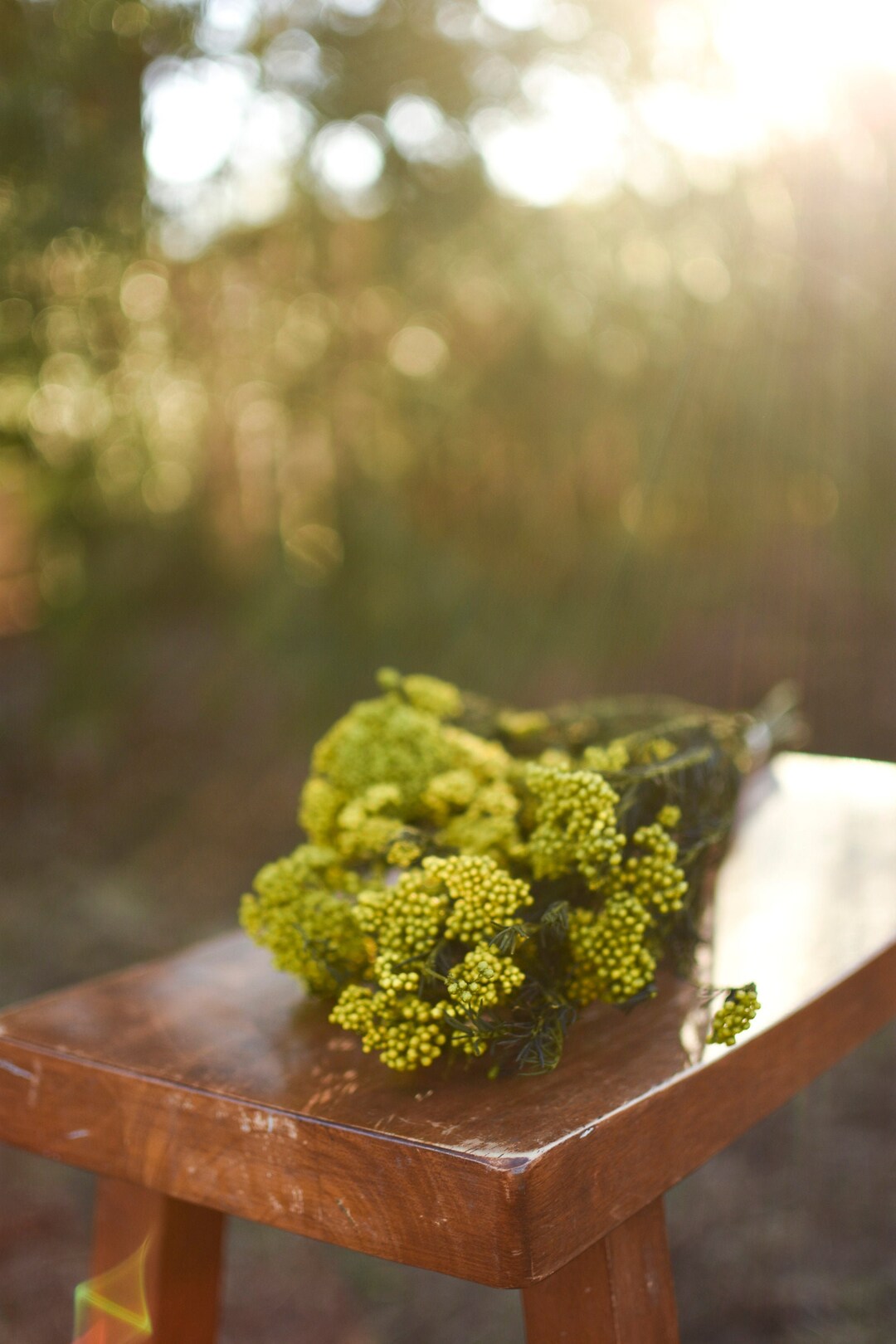 Preserved Yellow Rice Flower, Yellow Flowers for Bouquets, Yellow ...
