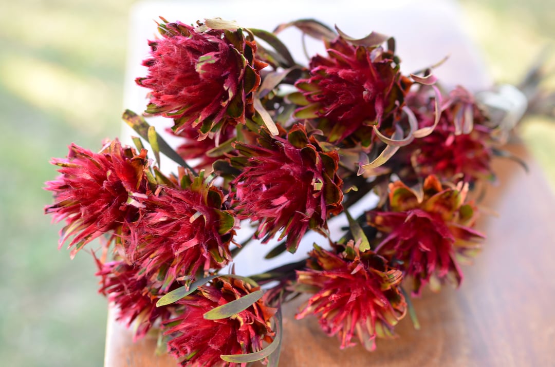 Merlot Dyed Plumosum: Burgundy Dried Flowers, Wedding Decor - Etsy