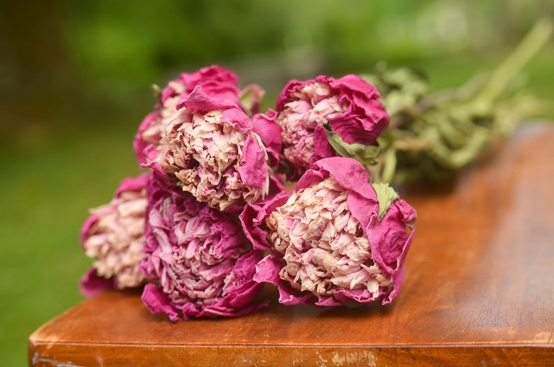 Dried peony bunch Dried peonies for weddings dried flowers | Etsy