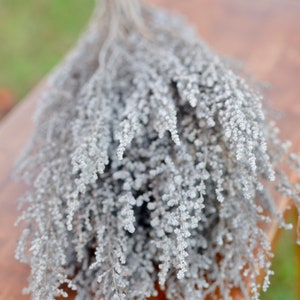 Preserved Silver Gray Stoebe Bunch: Wedding Bouquet Filler - Etsy