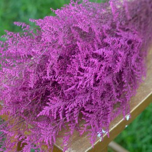 Preserved Fuschia Misty, Fuschia Caspia, Bright Pink Dried Flower ...