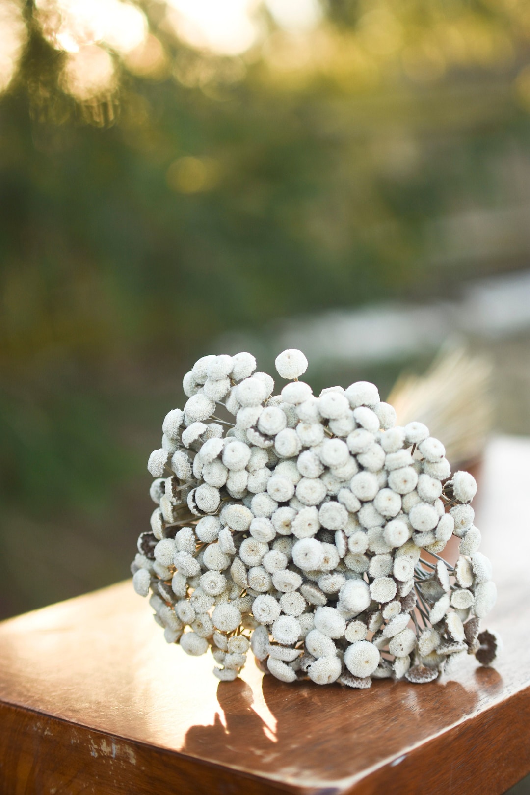 Dried Button Flowers: Miniature Floral Bunch (18" Length) - Etsy