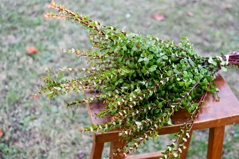 Fresh Red Huck Greenery Bunches: Christmas Holiday Decor - Etsy