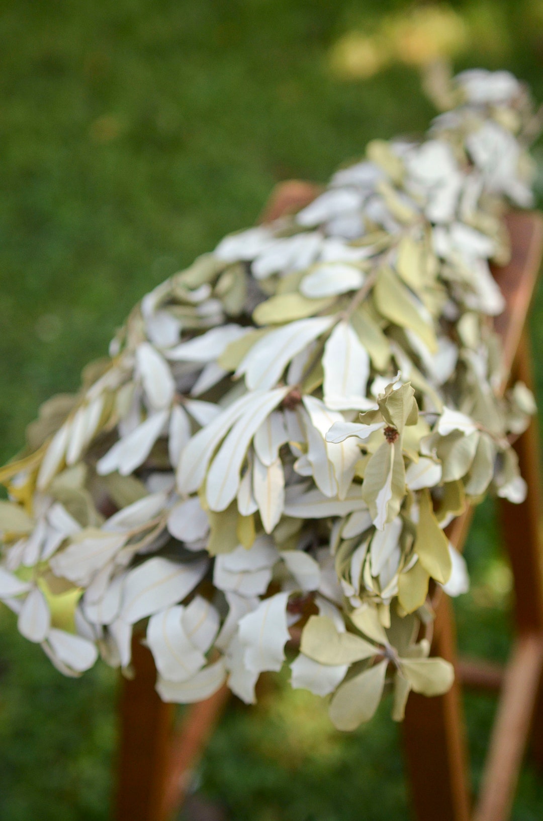 Integrifolia, Dried Banksia, Dried Greenery, Sage, White Leaves ...