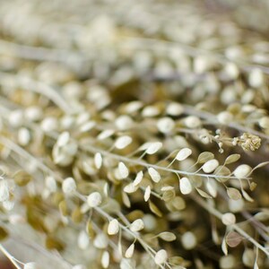 Dried Pepper Grass, Lepidium, Dried Grass, Grass Bunch, Green Grains ...