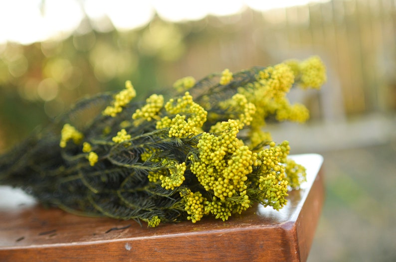 Preserved yellow rice flower yellow flowers for bouquets | Etsy
