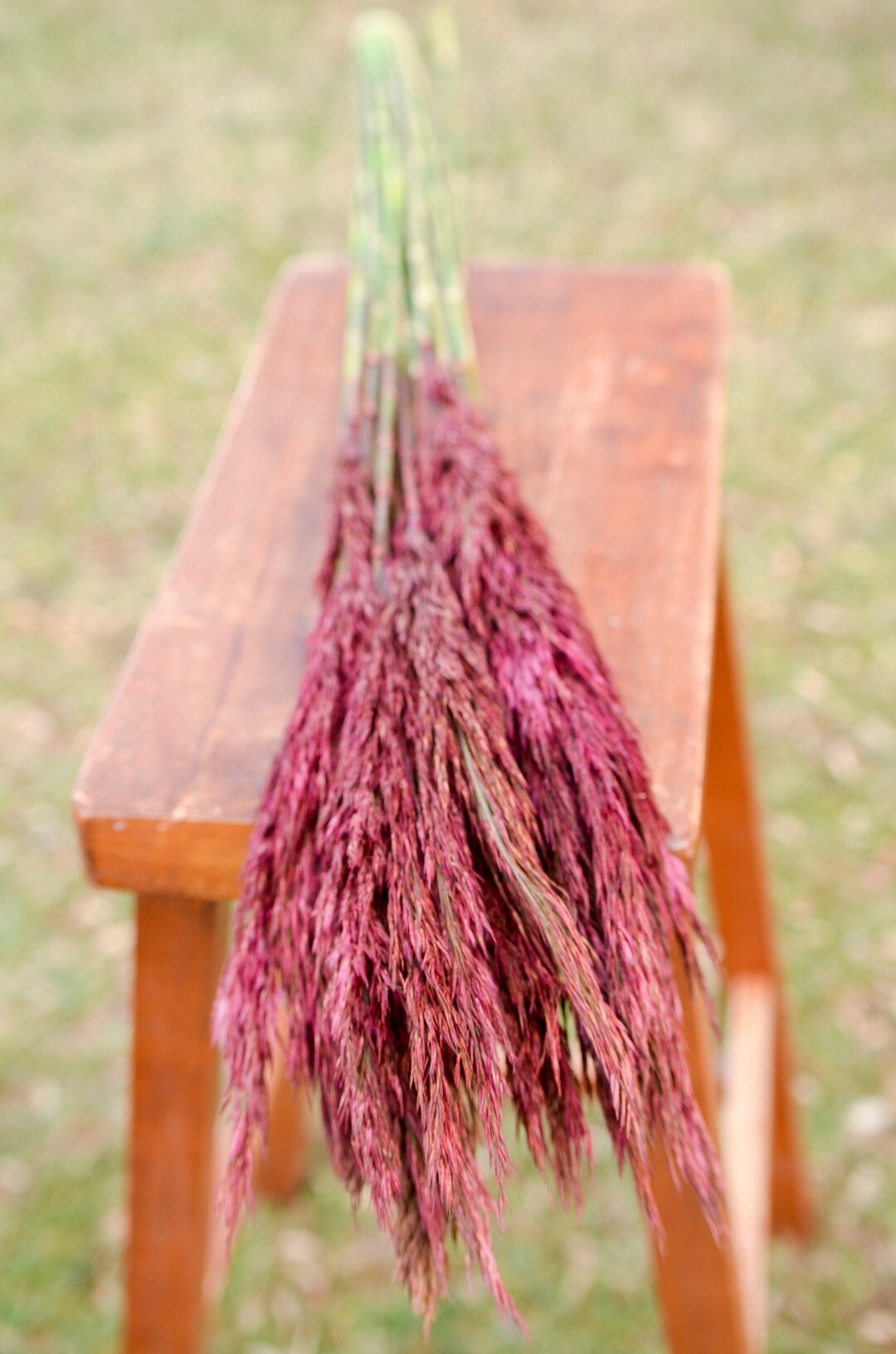 Preserved Merlot Plume Reed, Preserved Red Grass, Preserved Grass Bunch ...