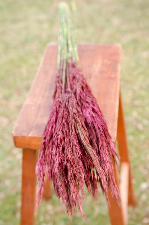 Preserved Merlot Plume Reed Preserved Red Grass Preserved - Etsy