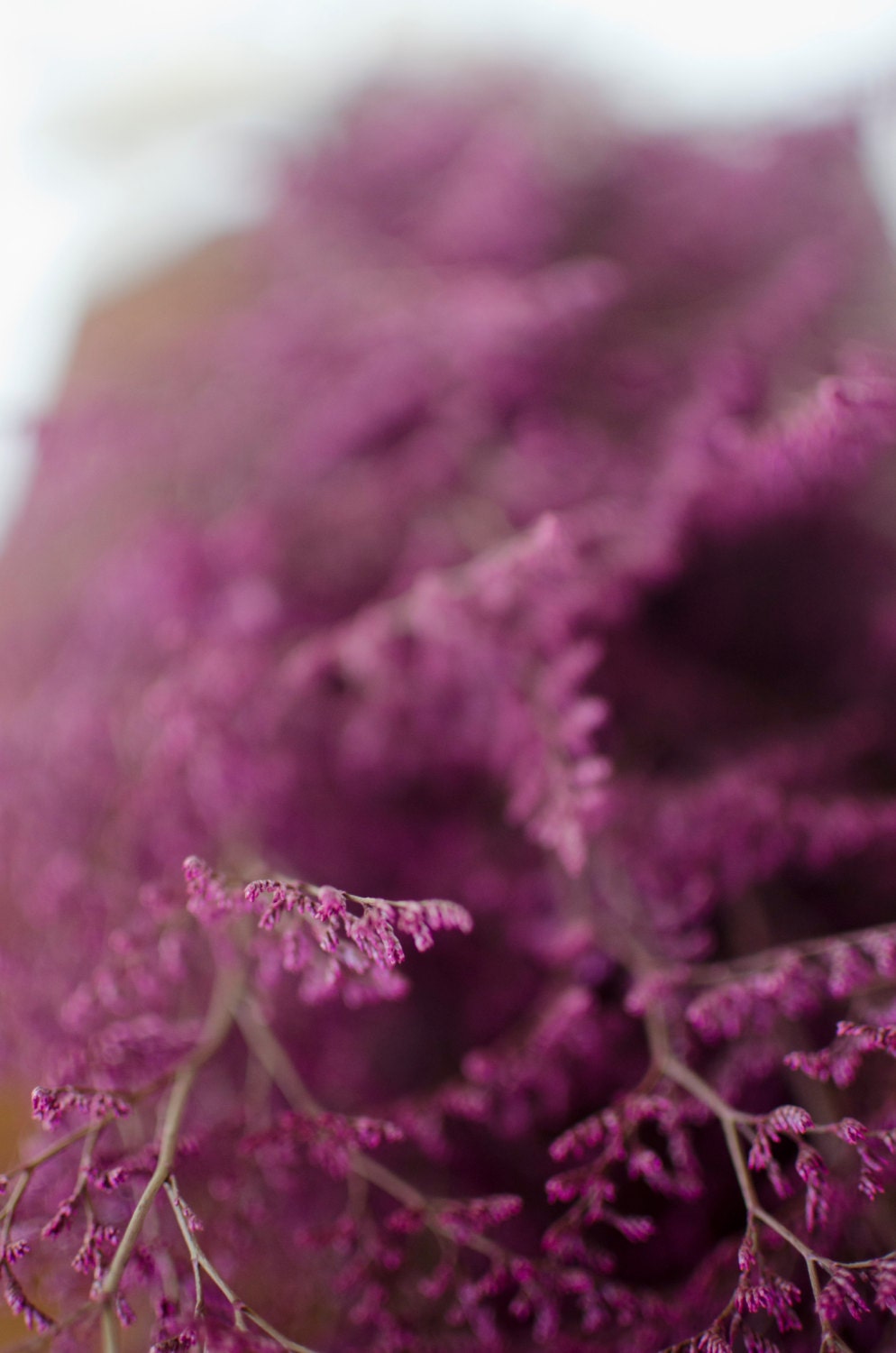 Bunch of Preserved Plum Misty Plum Caspia Lilac Caspia Plum - Etsy