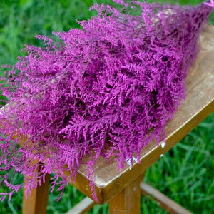 Preserved Fuschia Misty, Fuschia Caspia, Bright Pink Dried Flower ...