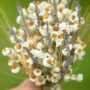 Dried Mini Daisy Flowers - Dried Ammobium Alatum (winged Everlasting ...