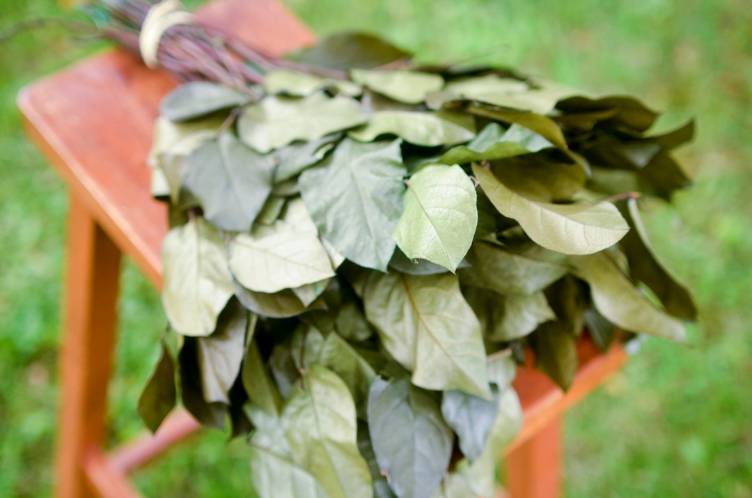 Olive Green Salal, Lemon Leaf, Preserved Salal, Preserved Leaves, Olive ...