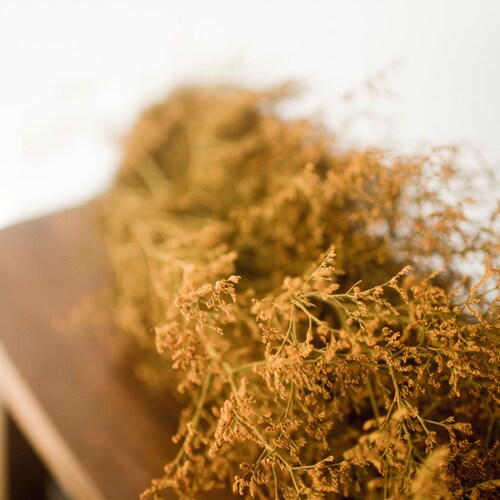 Yellow Preserved Caspia Preserved Caspia Dried Flowers - Etsy