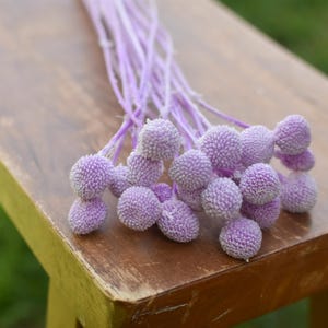 Light Purple Preserved Billy Balls, Baby Shower Flowers, Purple ...