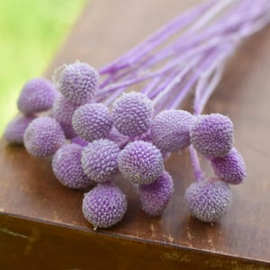 Light Purple Preserved Billy Balls, Baby Shower Flowers, Purple ...