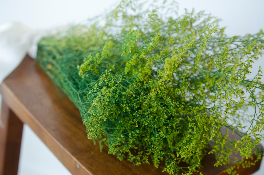 Preserved Yellow Green Misty Caspia: Dried Flower Bouquet Filler - Etsy