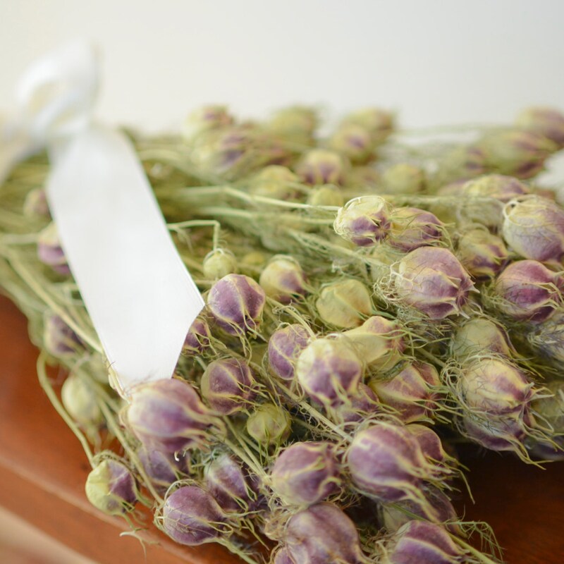 Dried Seed Pods - Etsy