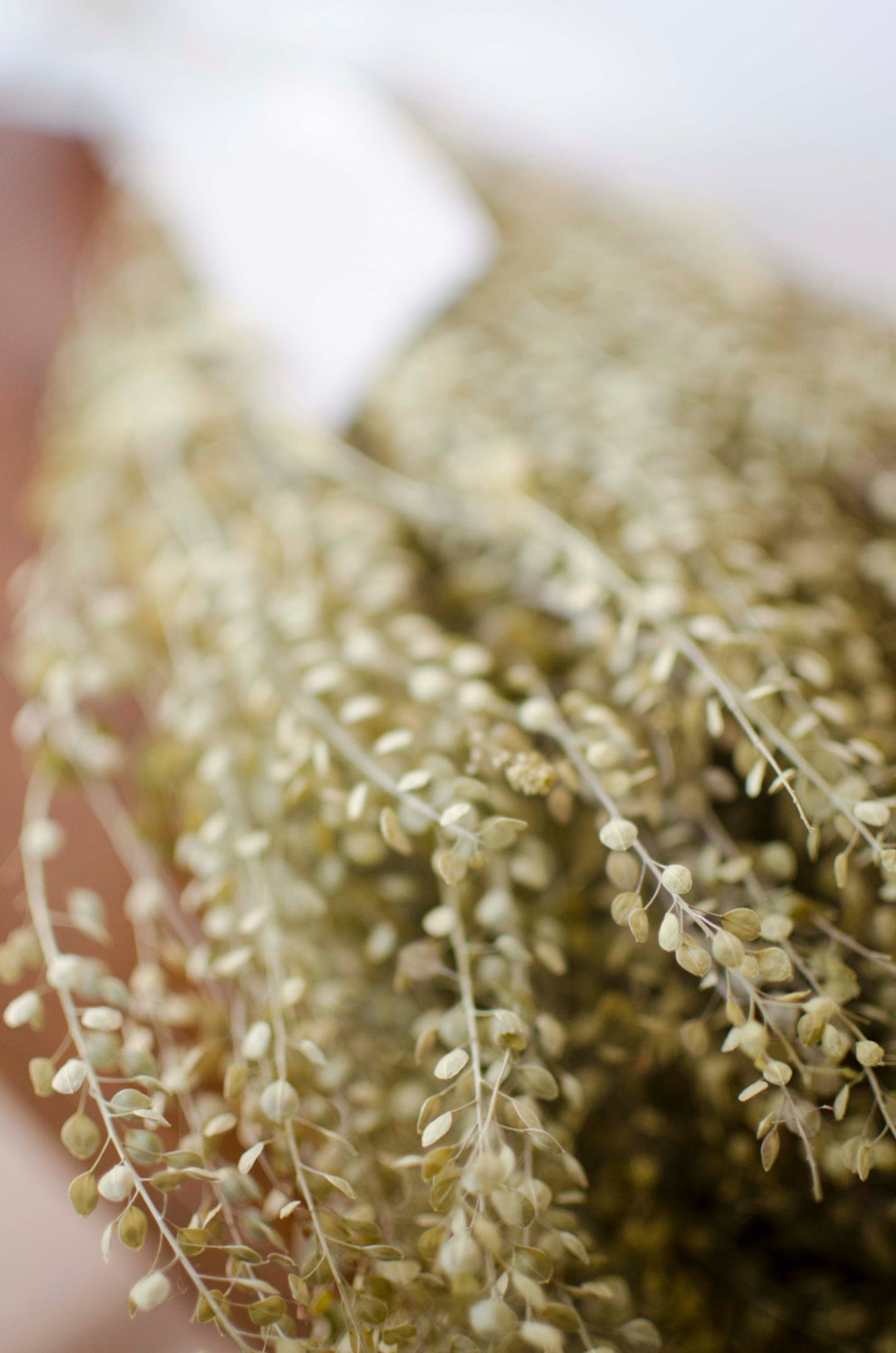 Dried Pepper Grass, Lepidium, Dried Grass, Grass Bunch, Green Grains ...