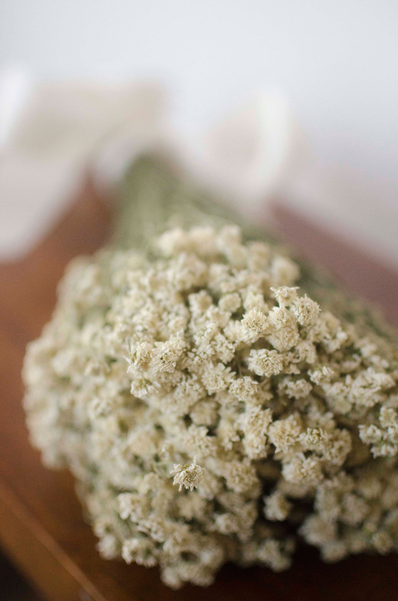 Dried Pearl Yarrow double Baby's Breath - Etsy