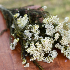 Preserved White Rice Flower, White Flowers, Wedding Flowers, Filler ...