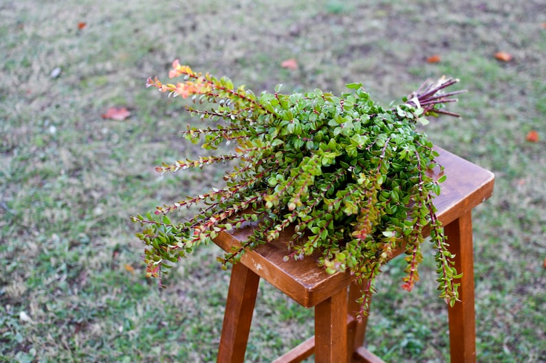 Fresh Red Huck Greenery Bunches: Christmas Holiday Decor - Etsy