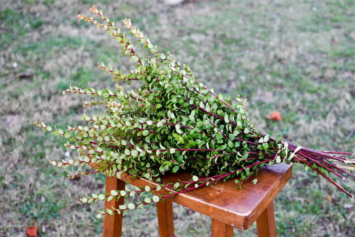 Fresh Red Huck Bunches Fresh Christmas Greenery Holiday - Etsy