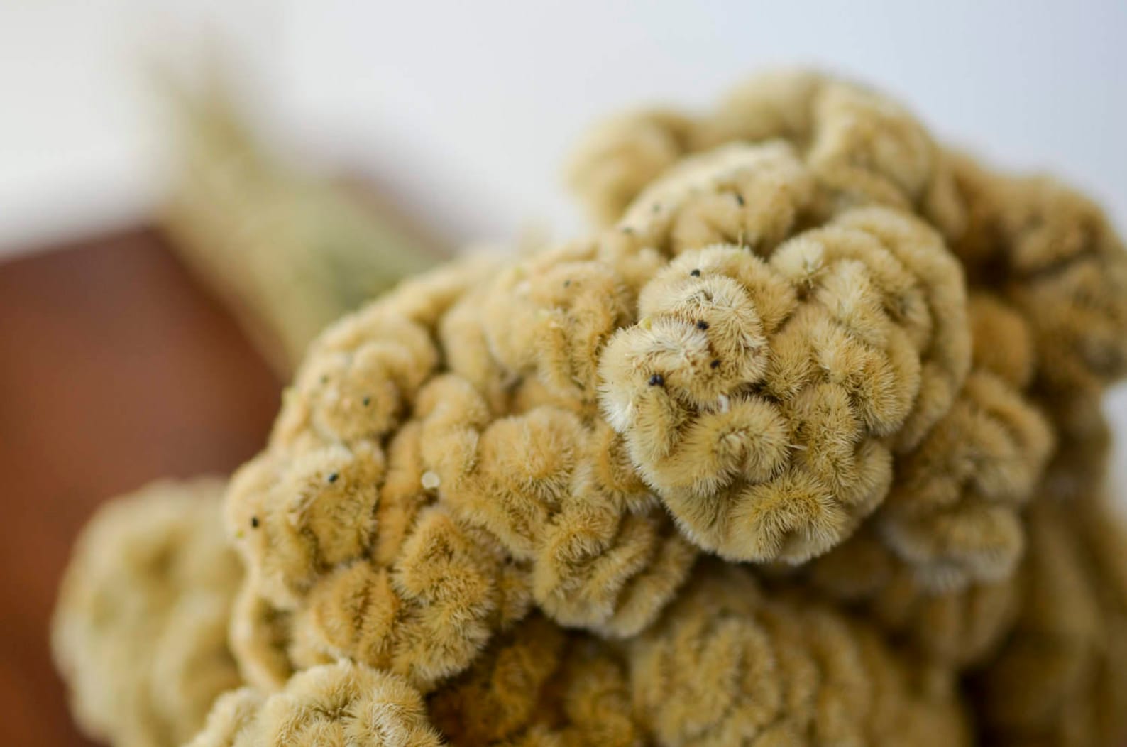 Dried Buff Cockscomb, Yellow/cream Cockscomb, Cream Flowers, Ivory ...