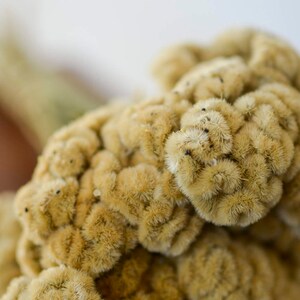 Dried Buff Cockscomb, Yellow/cream Cockscomb, Cream Flowers, Ivory ...
