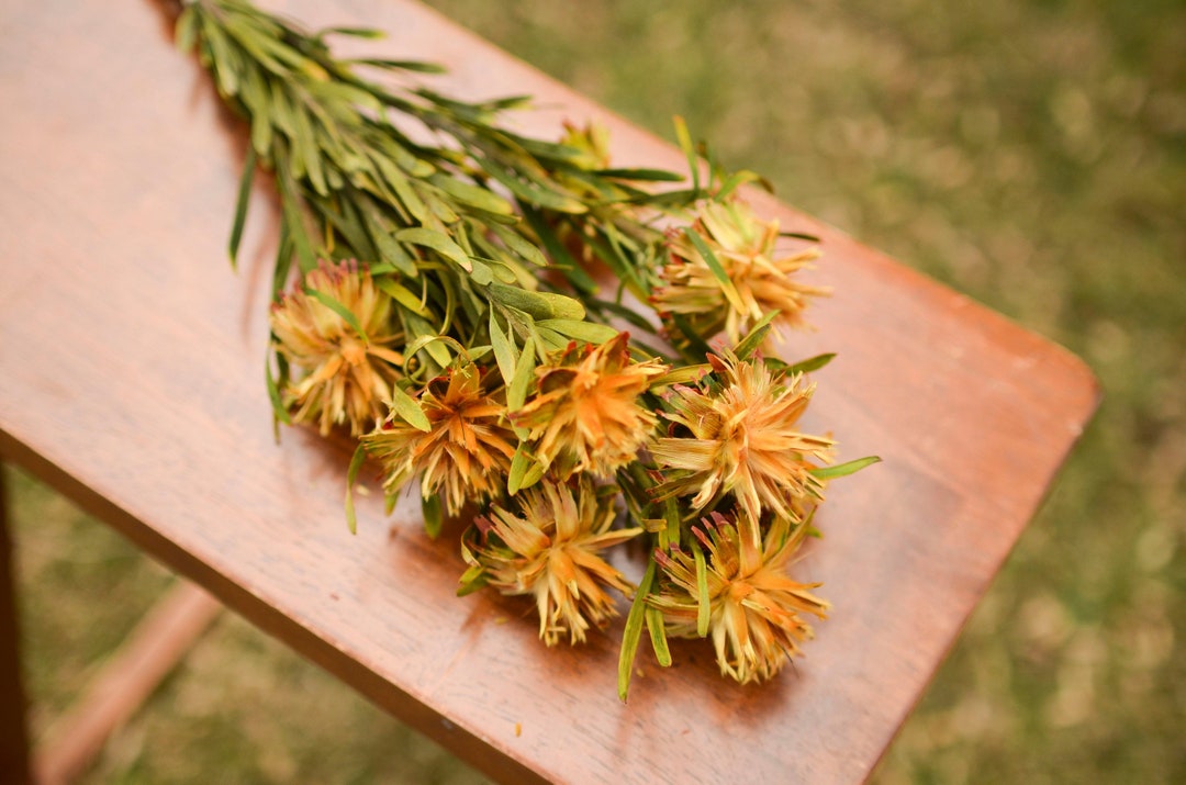 Aspen Gold Plumosum, Midge-orchids, Golden Yellow Preserved Flowers ...