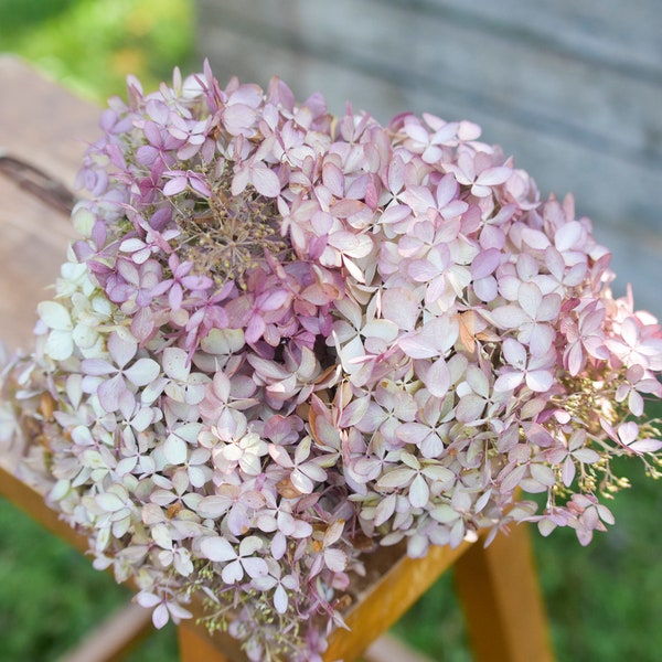 Dried Hydrangeas - Etsy