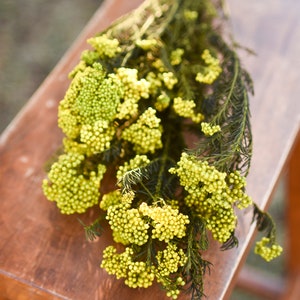 Preserved Yellow Rice Flower, Yellow Flowers for Bouquets, Yellow ...