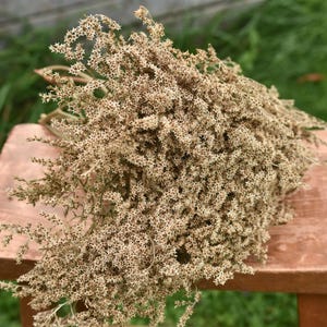 Dried German Statice Flowers: White Limonium Tataricum for Wedding ...