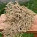 Dried German Statice Flowers: White Limonium Tataricum for Wedding ...