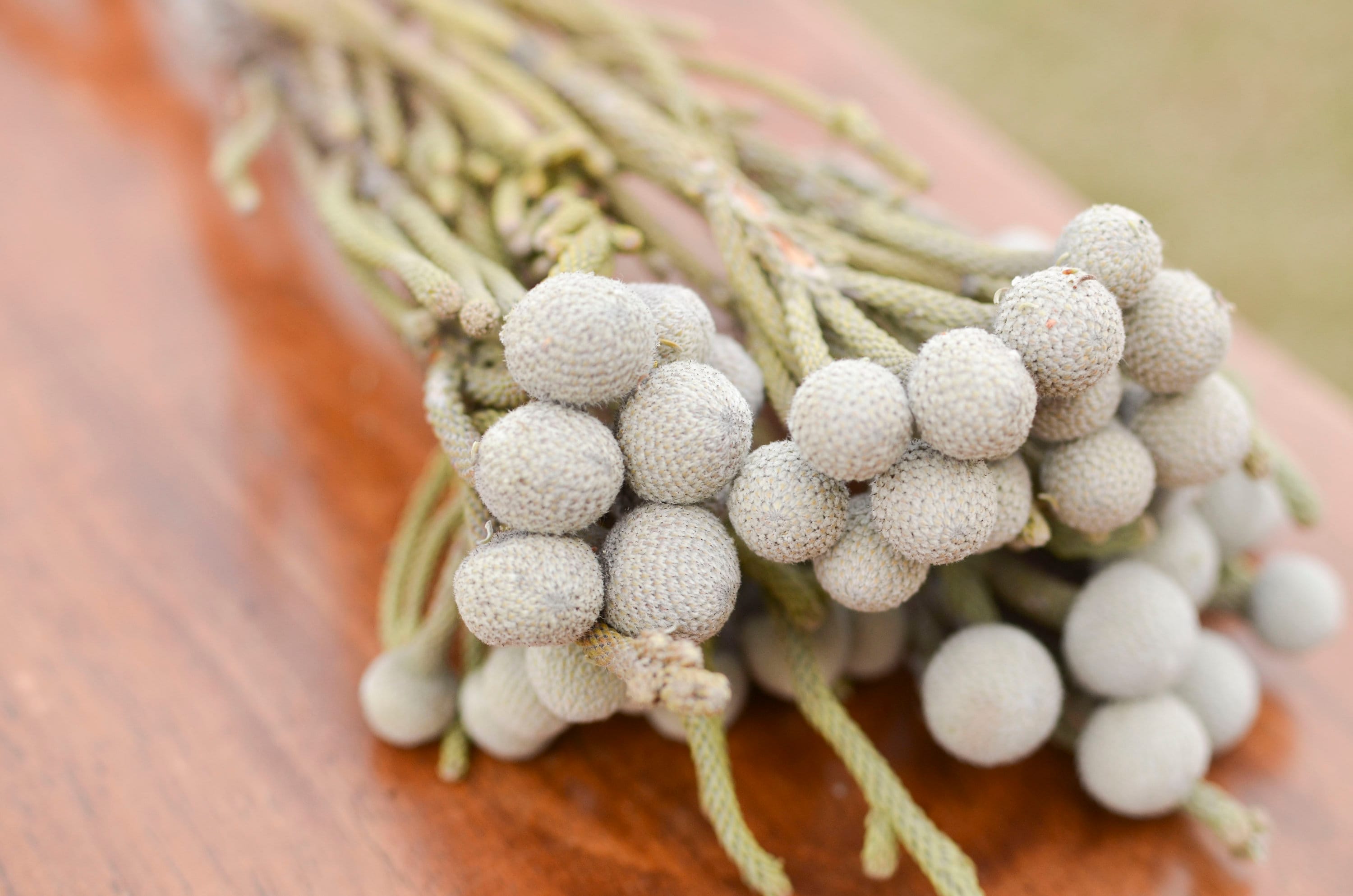 Silver Brunia Berries