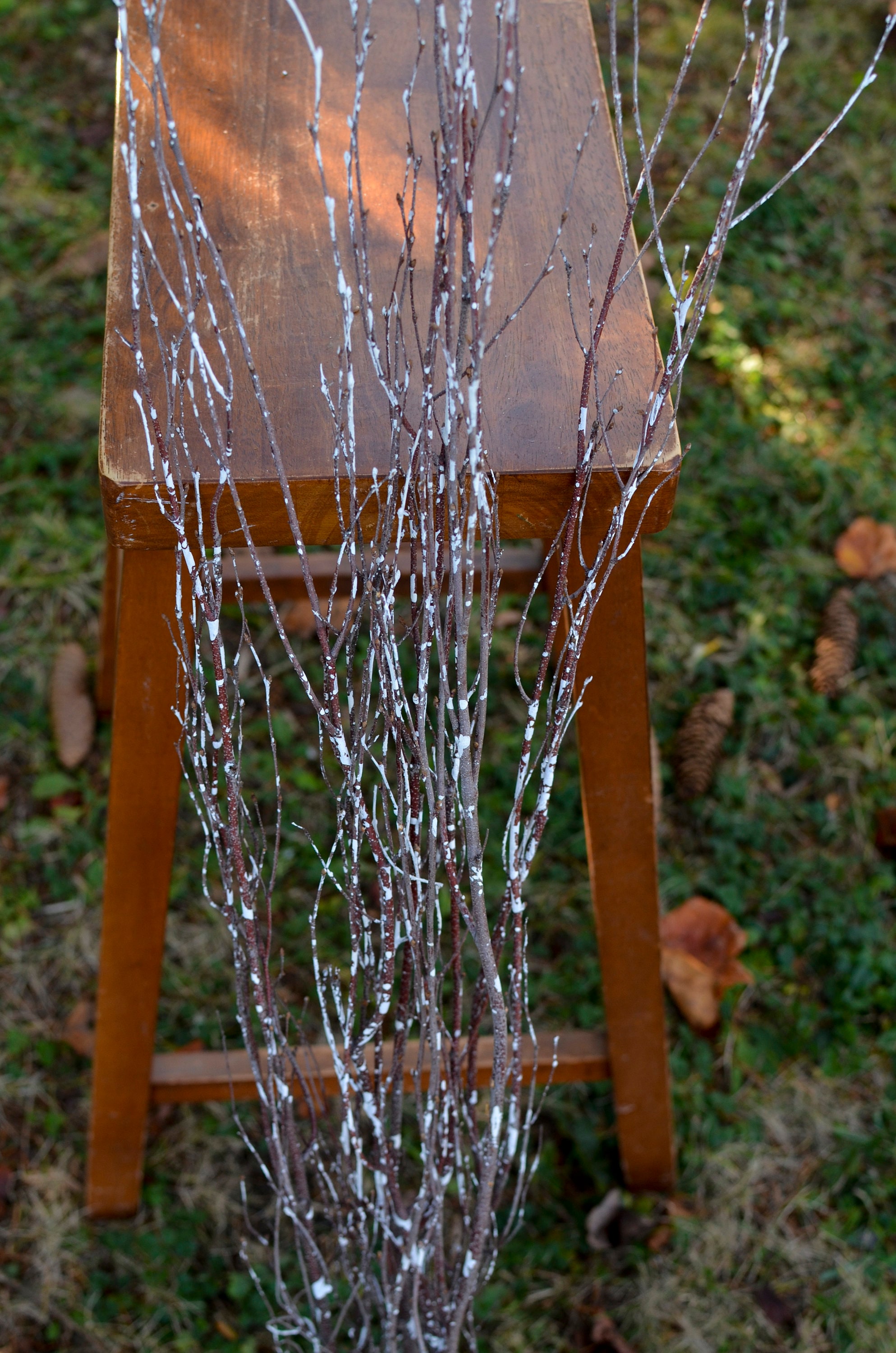 Birch Branches Woody Stems Birch Bundles Twigs Twig Bunch - Etsy UK
