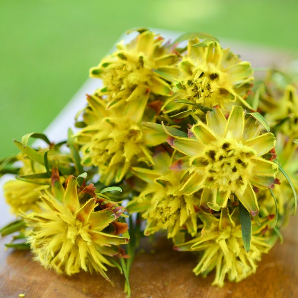 Yellow Flowers - Etsy