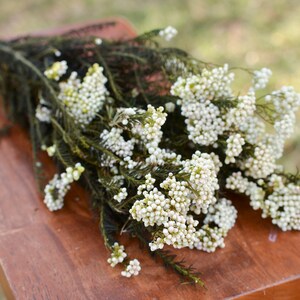 Preserved White Rice Flower, White Flowers, Wedding Flowers, Filler ...