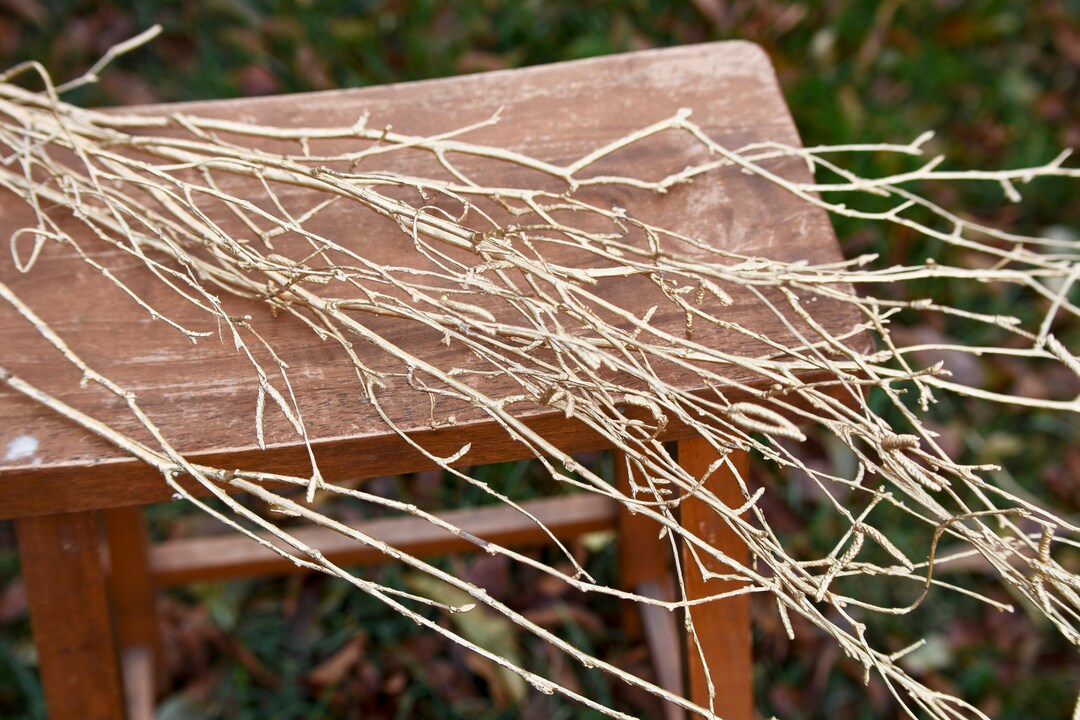 Gold Painted Birch Branches, Woody Stems, Birch Branches, Birch Twigs ...