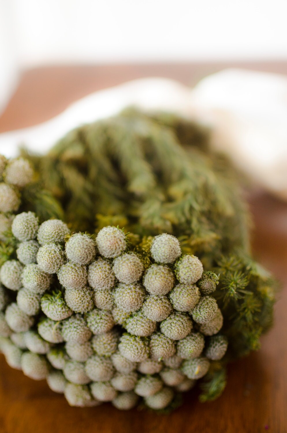 Bunch of Natural Dried Brunia Green-gray Brunia Green-gray - Etsy