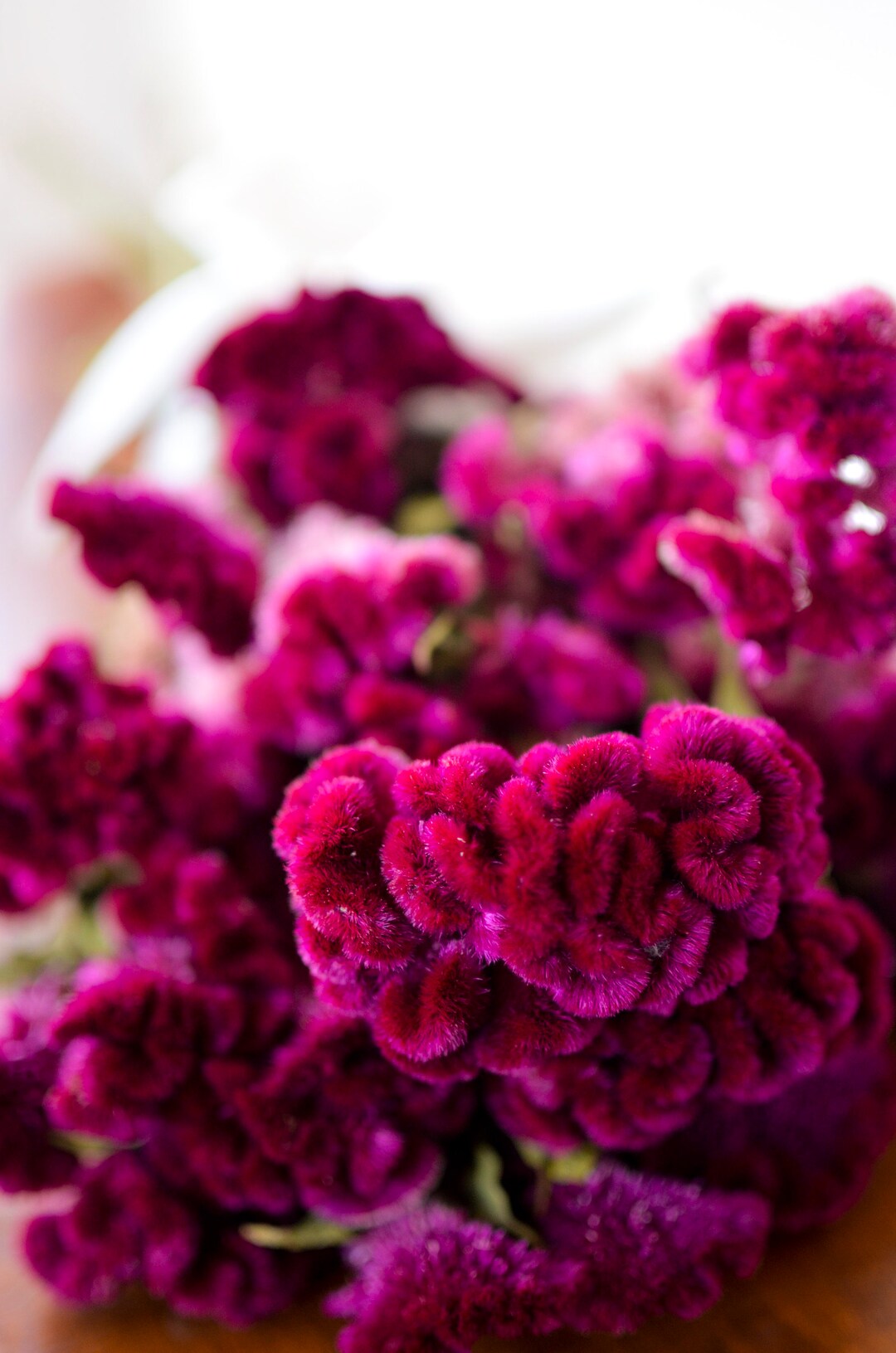 Dried Pink Cockscomb, Pink Celosia, Dried Cockscomb, Dried Celosia ...