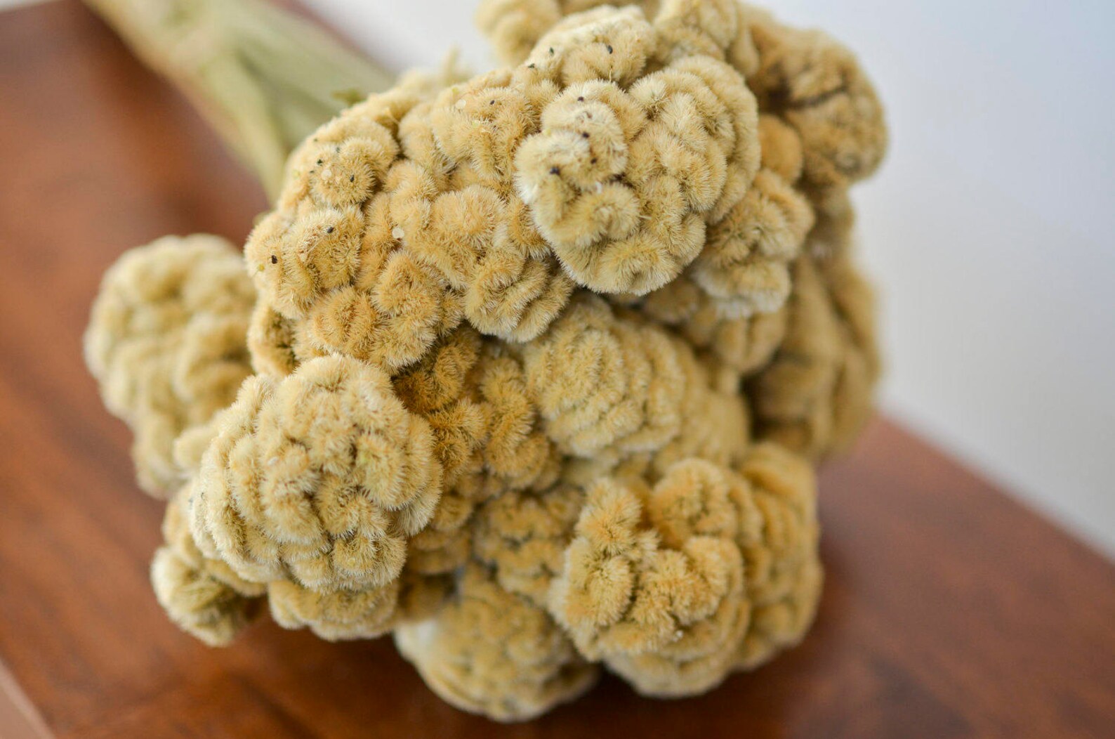 Dried Buff Cockscomb, Yellow/cream Cockscomb, Cream Flowers, Ivory ...