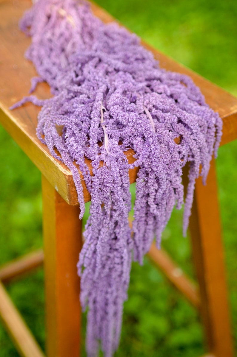 Preserved violet purple amaranthus hanging amaranthus | Etsy