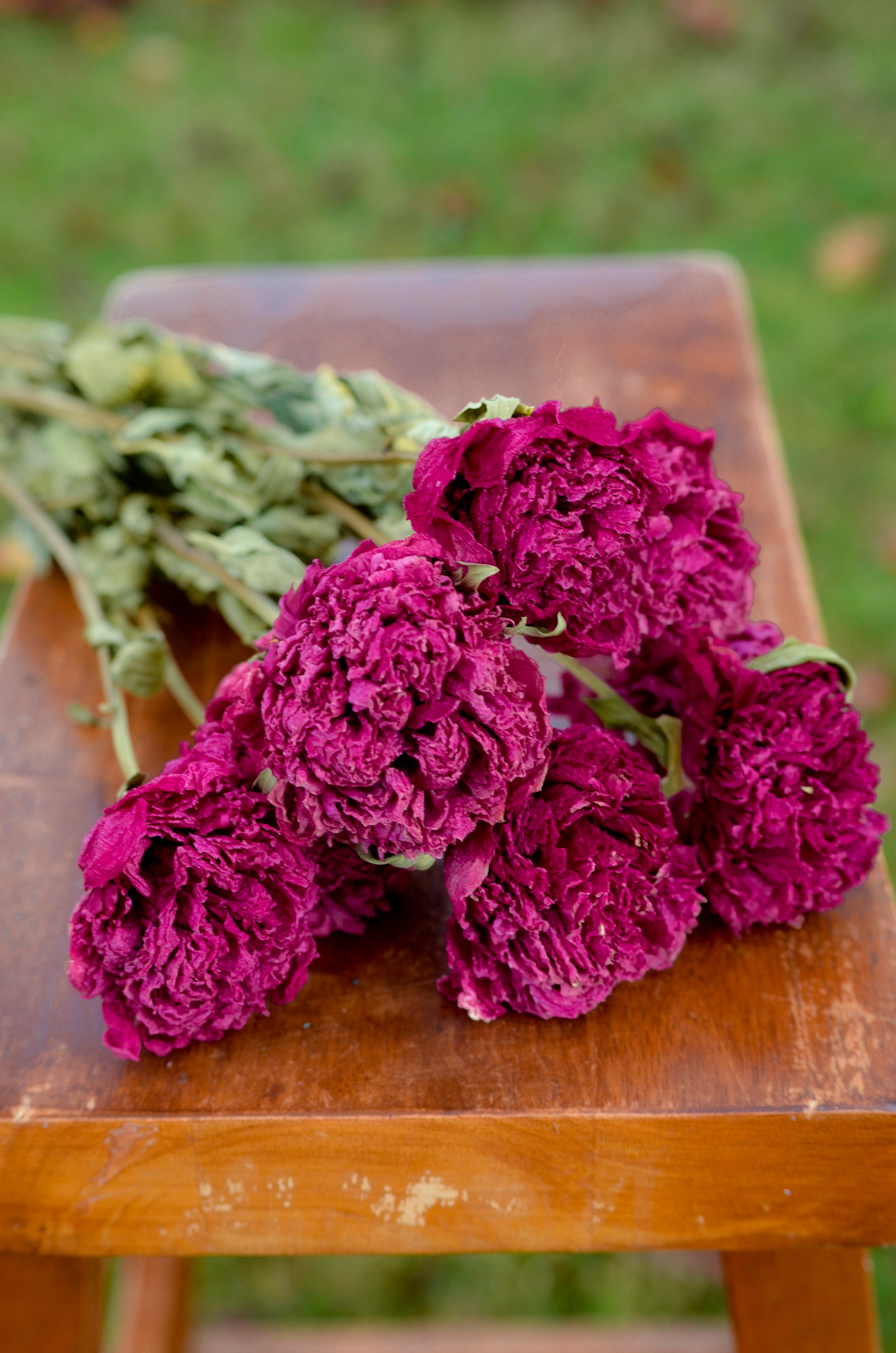 Dried peony bunch Dried peonies for weddings dried flowers | Etsy